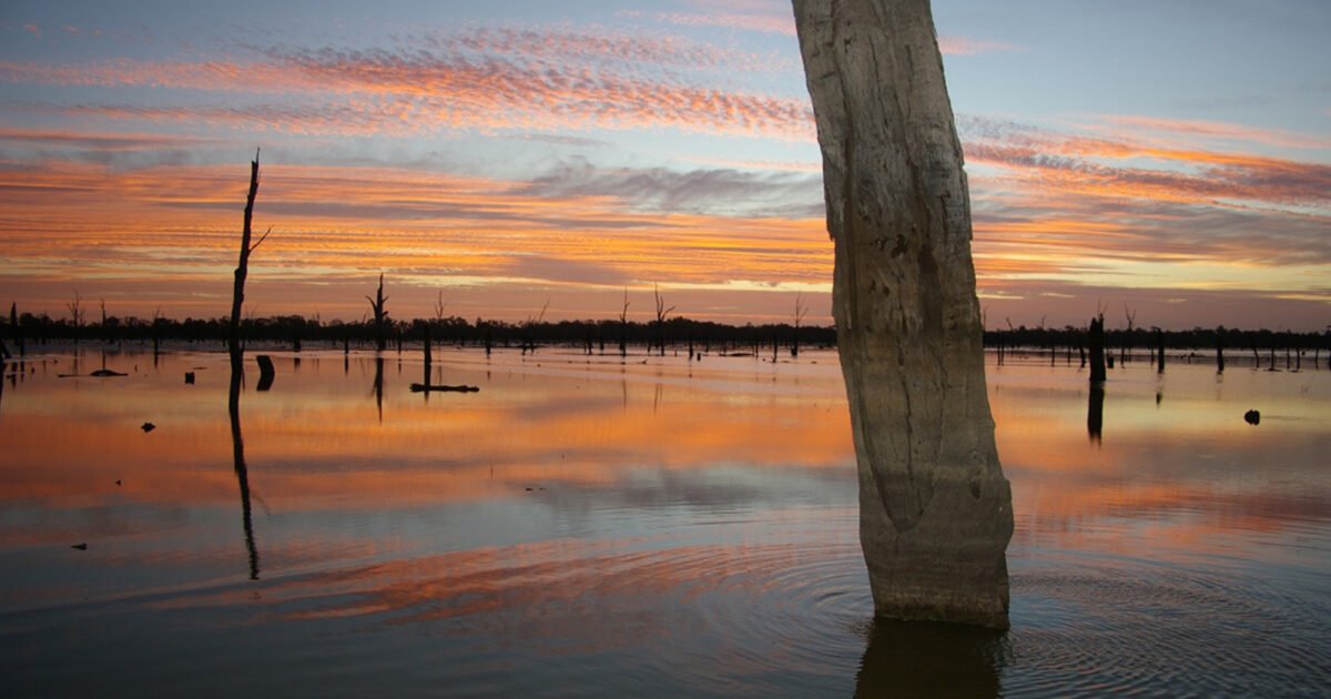 AILA Project spotlight: Lake Boort Scarred Trees… | ASPECT Studios
